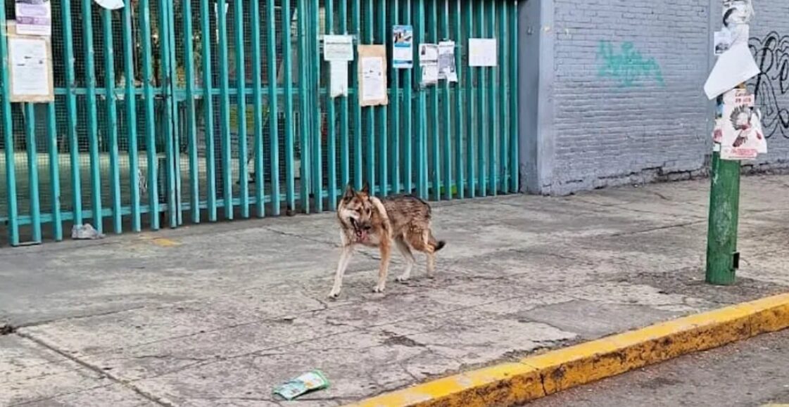 Él es Kevin, el niño que le cerró el paso a un lobo en calles de CDMX